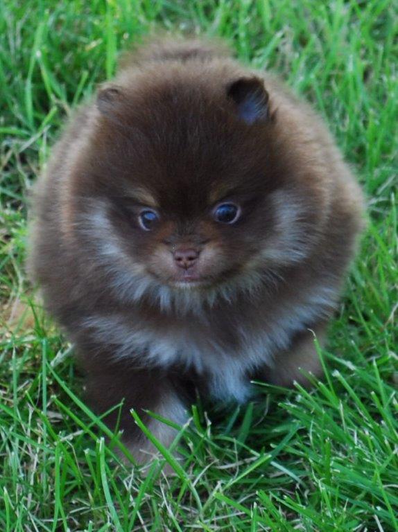 Pomeranians South Dakota | Pomer