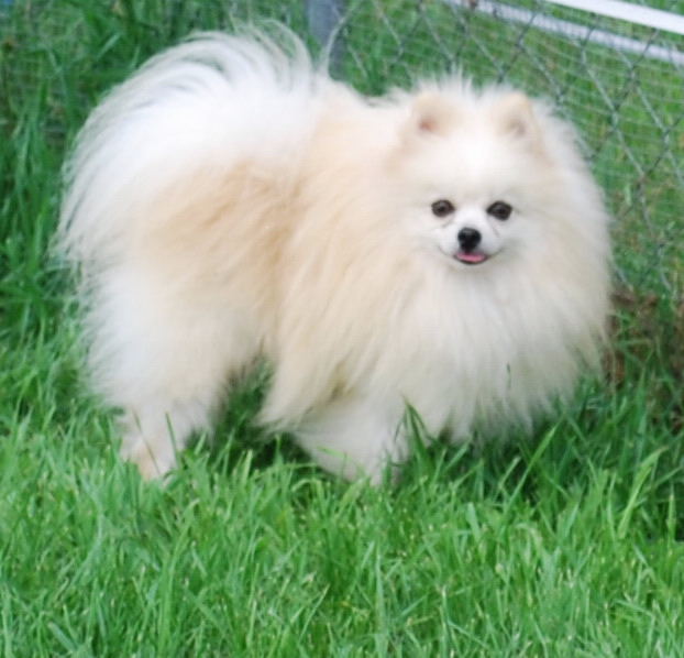 Pomeranians South Dakota | Pomer